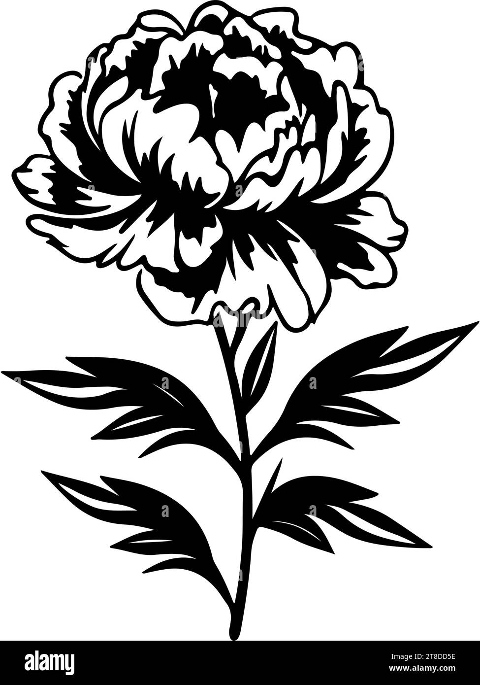Line drawing peony flower Black and White Stock Photos & Images - Alamy