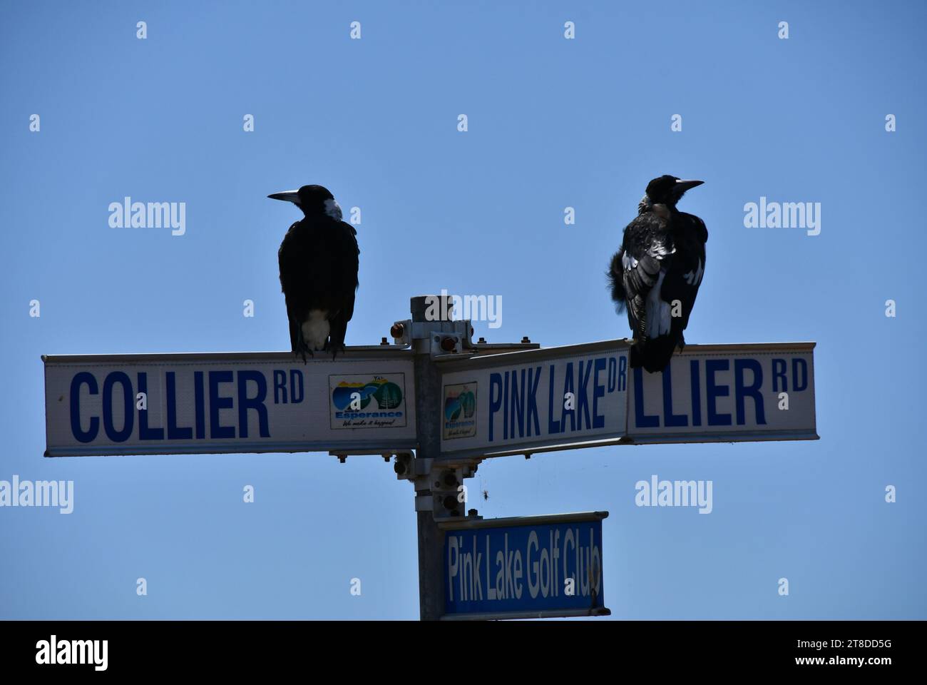 Two Australian Magpies on the streets name in Western Australia Stock ...