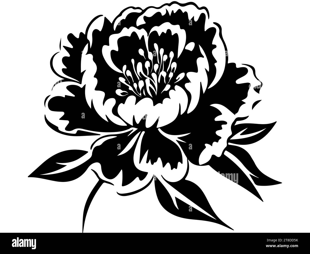 Peony flower on background Black and White Stock Photos & Images - Alamy