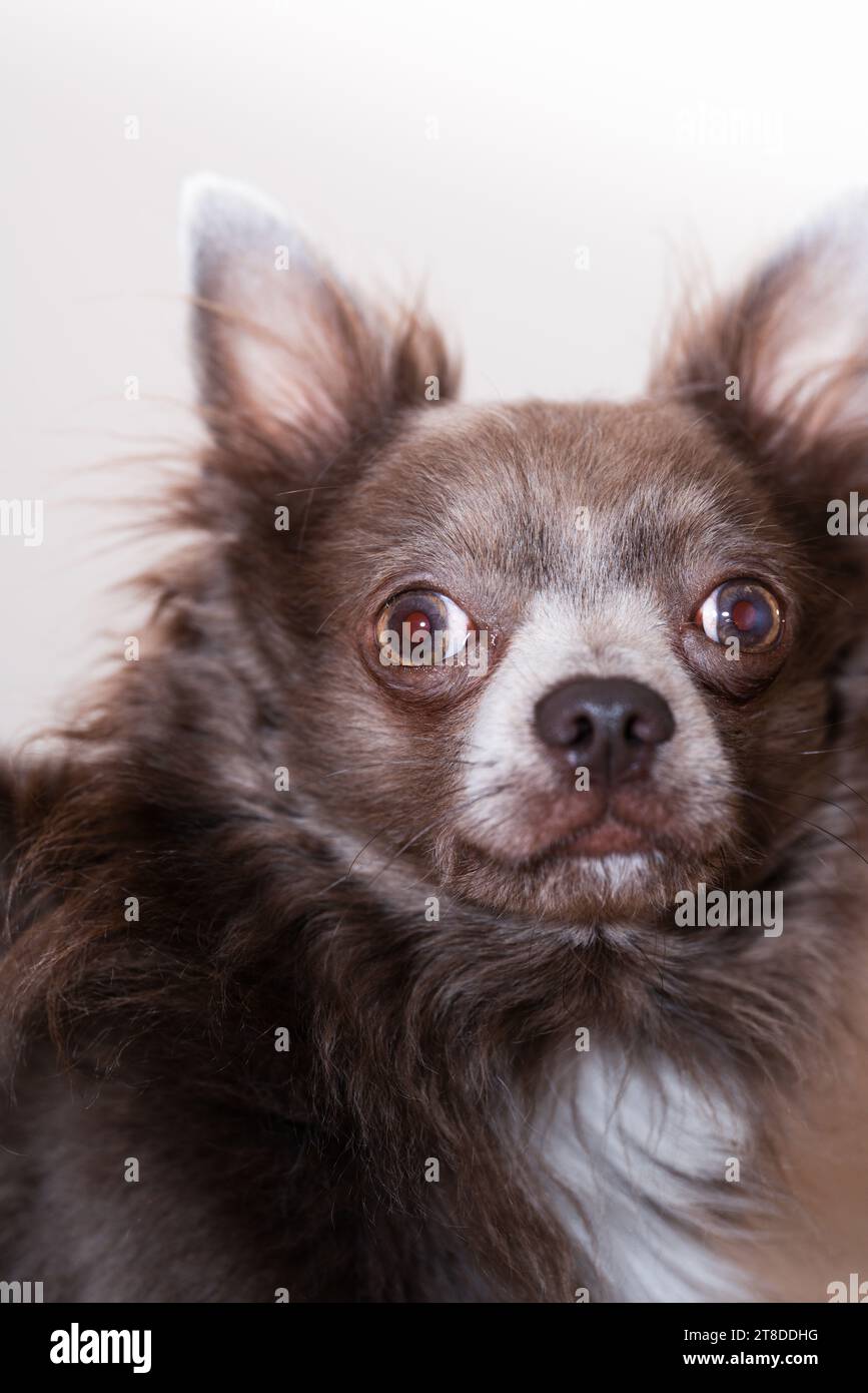 Lilac cute longhair chiwawa - closeup photography Stock Photo - Alamy