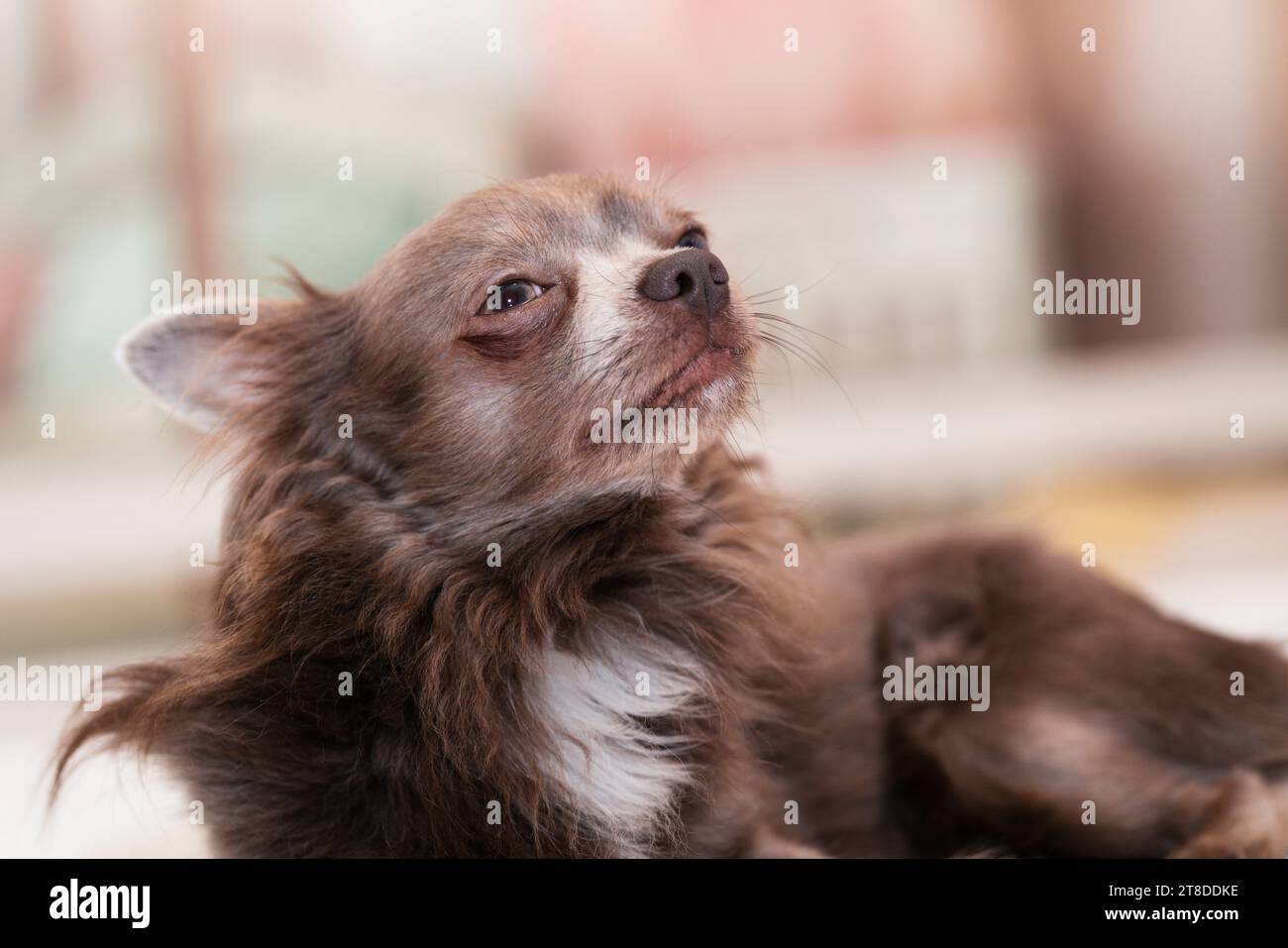Lilac cute longhair chiwawa - closeup photography Stock Photo - Alamy