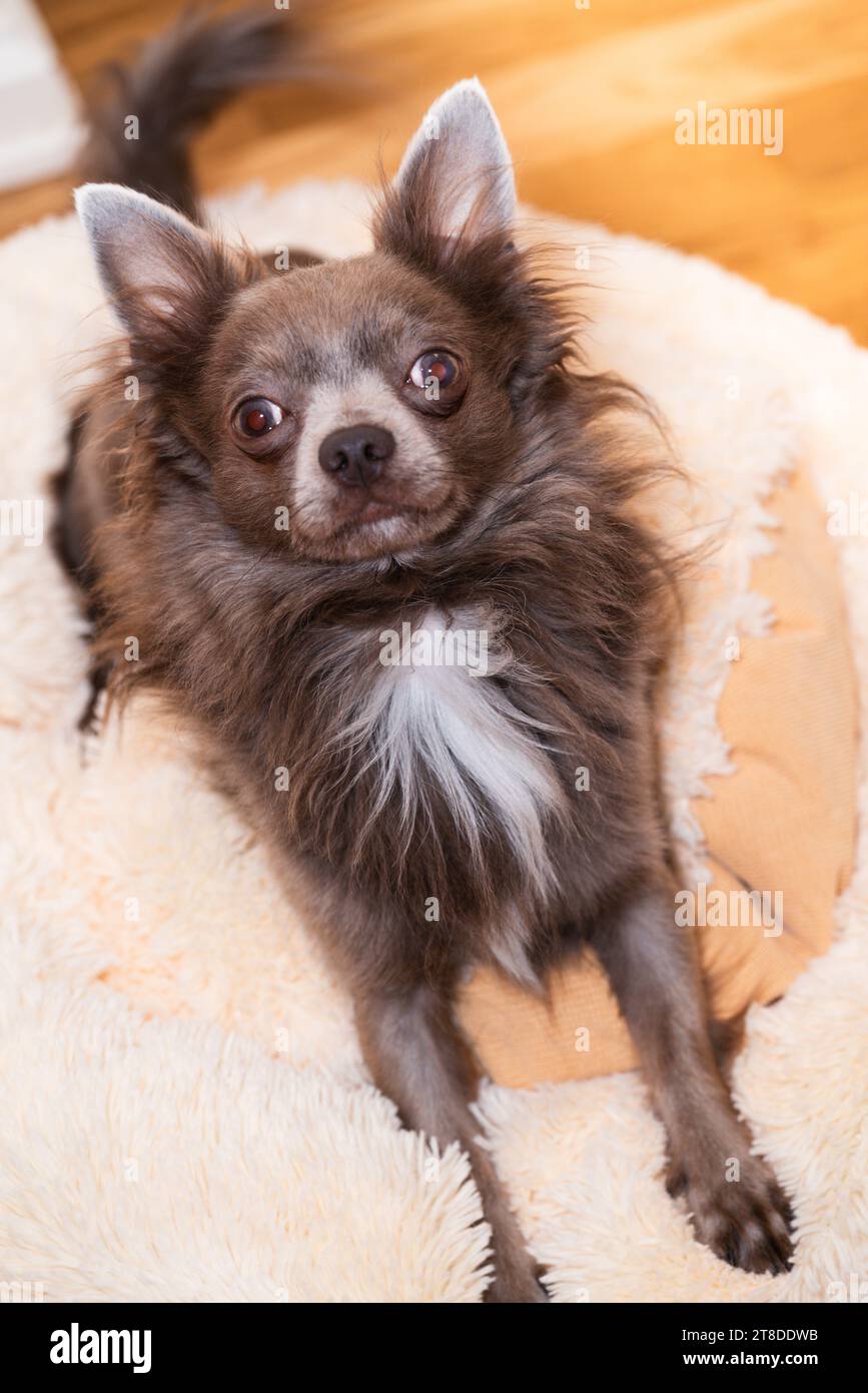 Lilac cute longhair chiwawa - closeup photography Stock Photo - Alamy