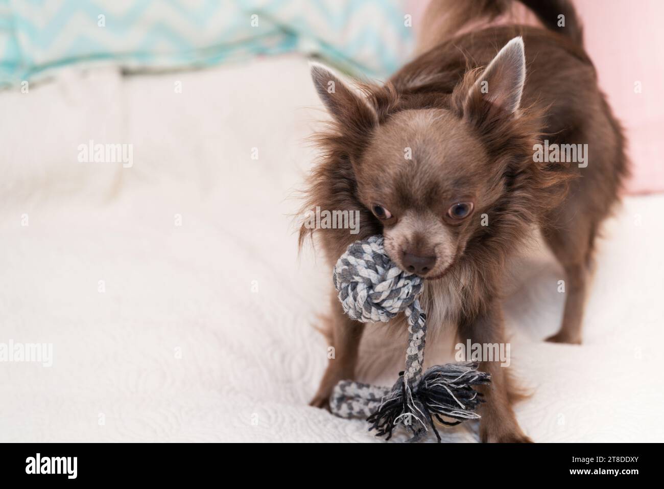 Lilac cute longhair chiwawa - closeup photography Stock Photo - Alamy
