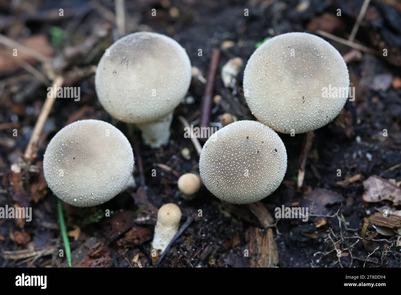 Apioperdon pyriforme, previously called Lycoperdon pyriforme, commonly ...