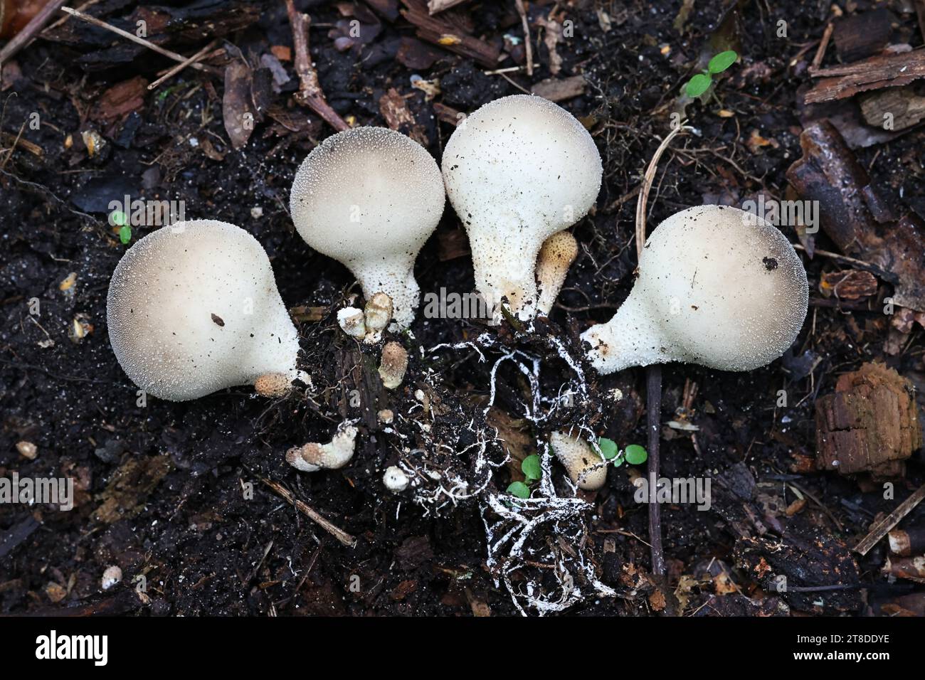 Apioperdon pyriforme, previously called Lycoperdon pyriforme, commonly ...