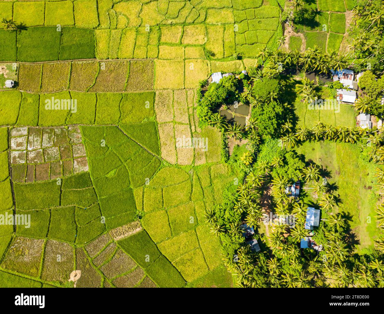 Agricultural land with paddy green fields in countryside. Camiguin ...
