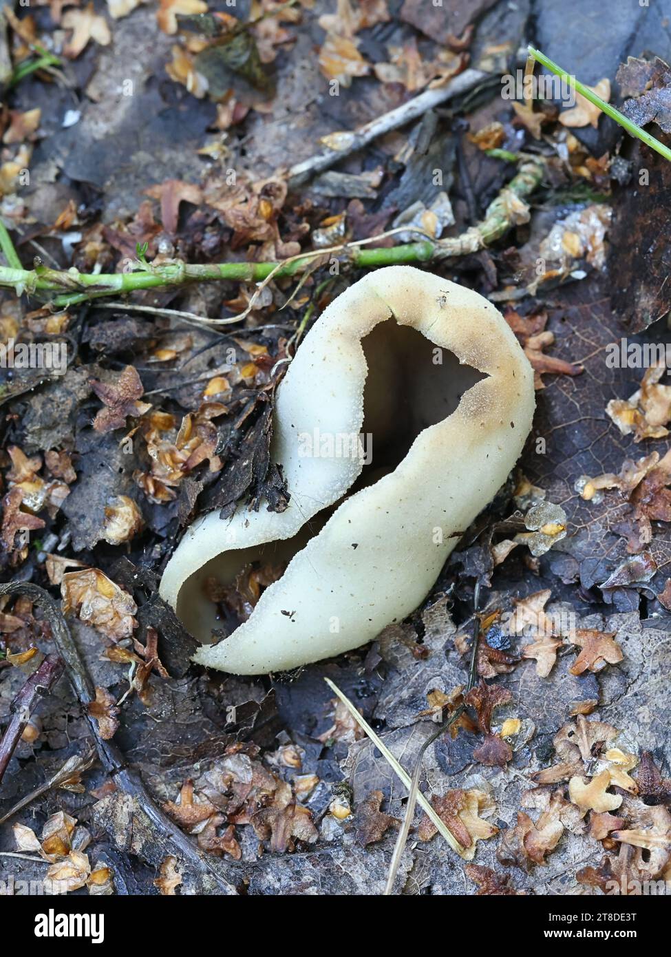Peziza succosa, commonly known as yellowing cup fungus, fungi from ...