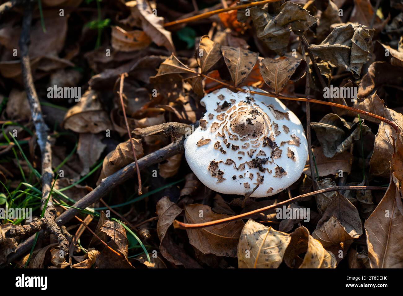Green-spored Parasol, Chlorophyllum molybdites mushroom in forest Stock ...