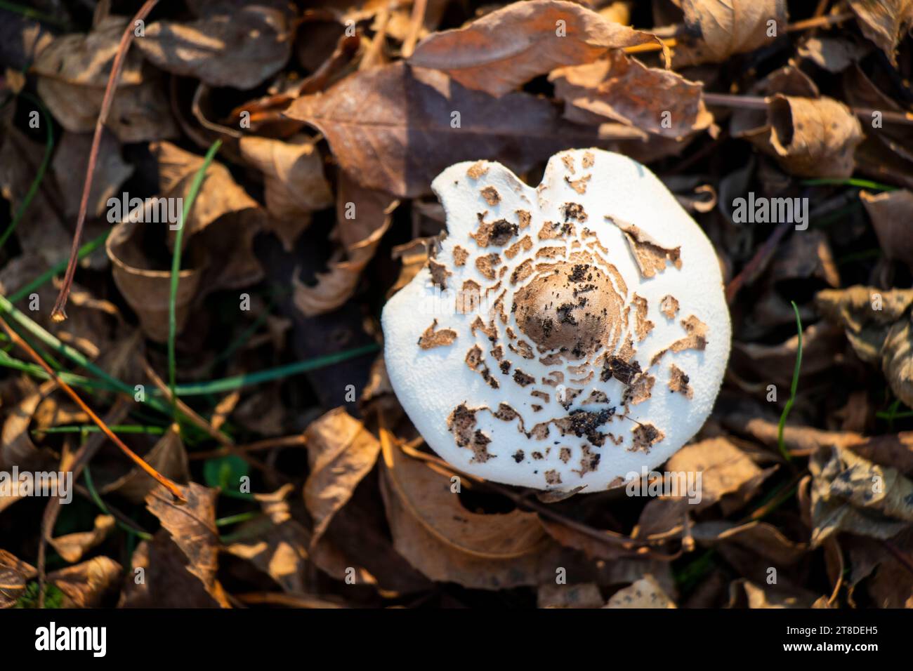 Green-spored Parasol, Chlorophyllum molybdites mushroom in forest Stock ...