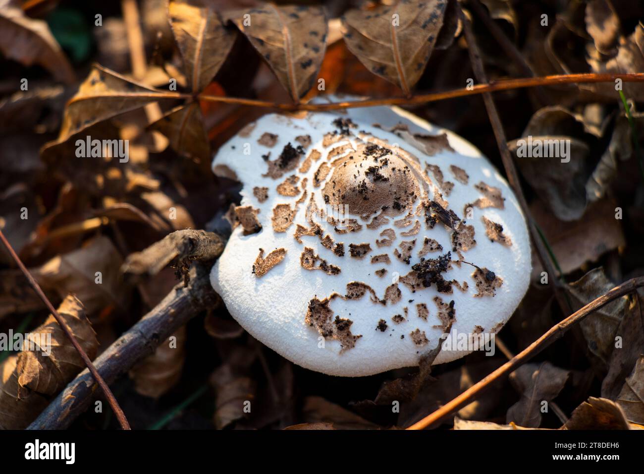 Green-spored Parasol, Chlorophyllum molybdites mushroom in forest Stock ...