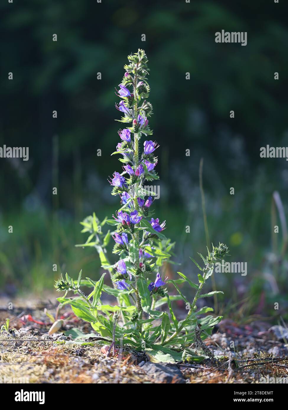 Neidonkieli hi-res stock photography and images - Alamy