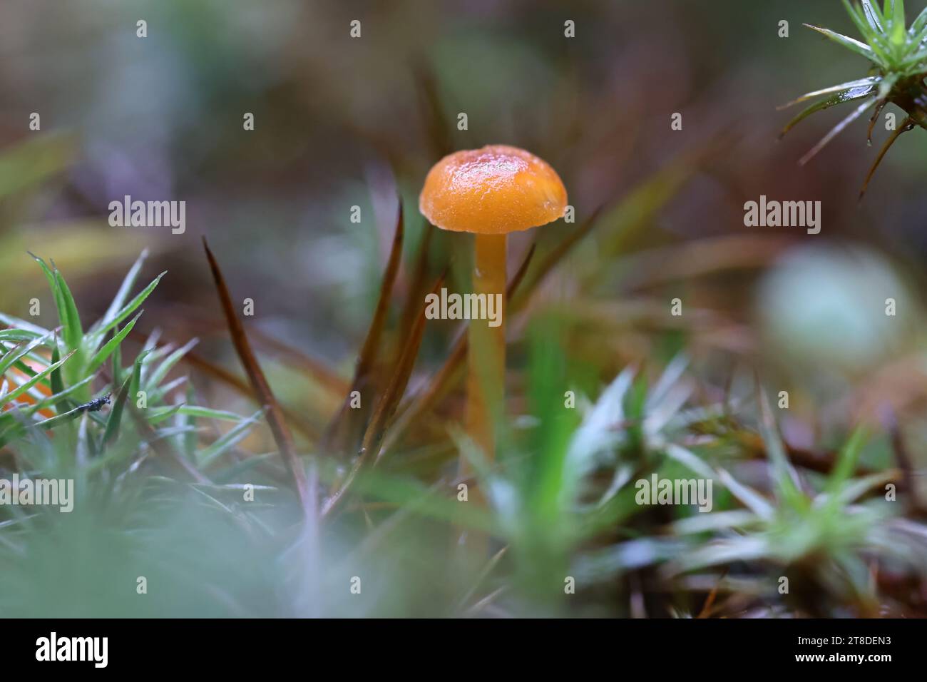 Rickenella fibula, also called Omphalina fibula, commonly known as ...
