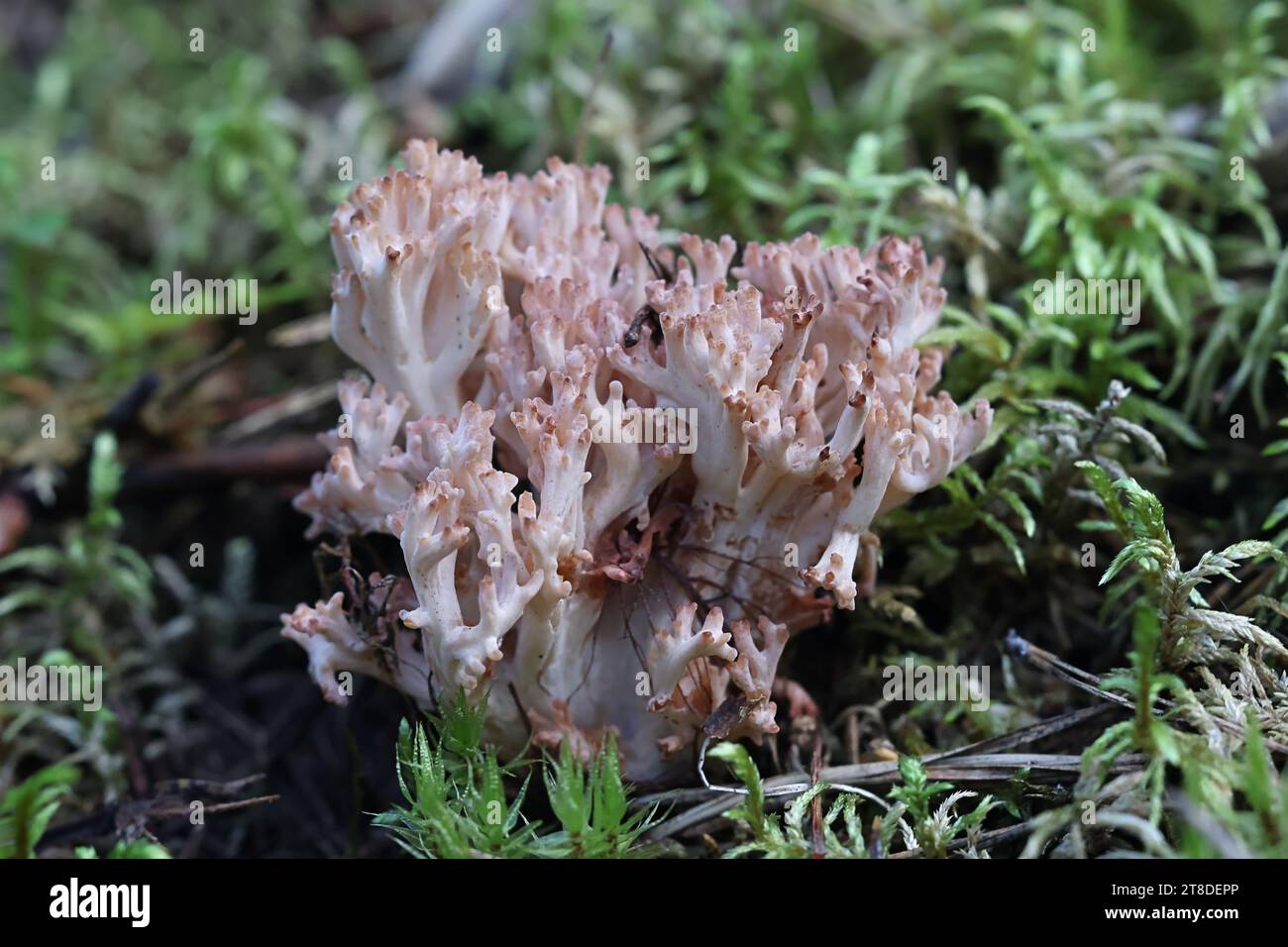 Ramaria botrytis, commonly known as the clustered coral, the pink ...