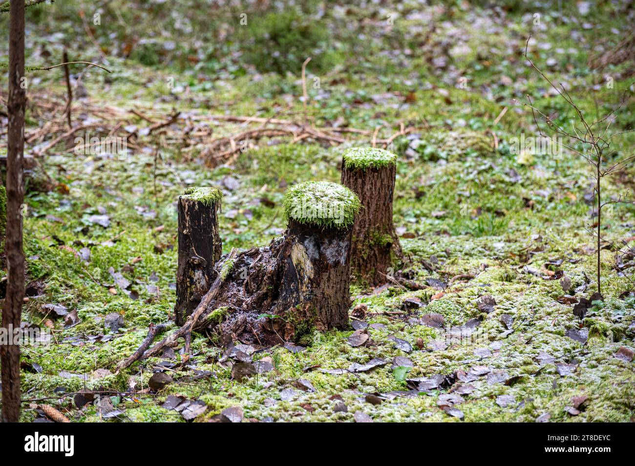 Three small tree stumps with green moss Stock Photo - Alamy