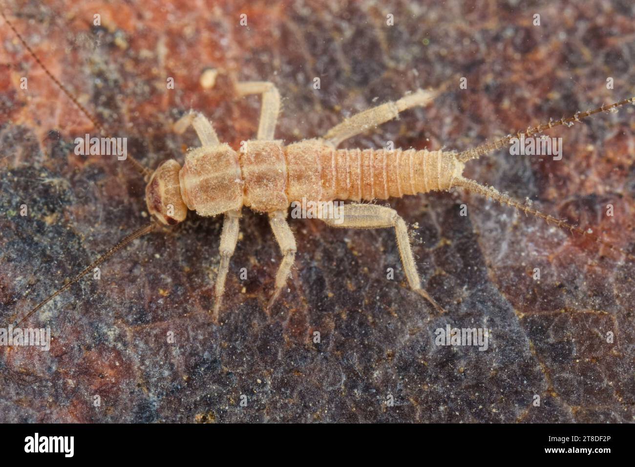 Stonefly larva (Plecoptera Stock Photo - Alamy