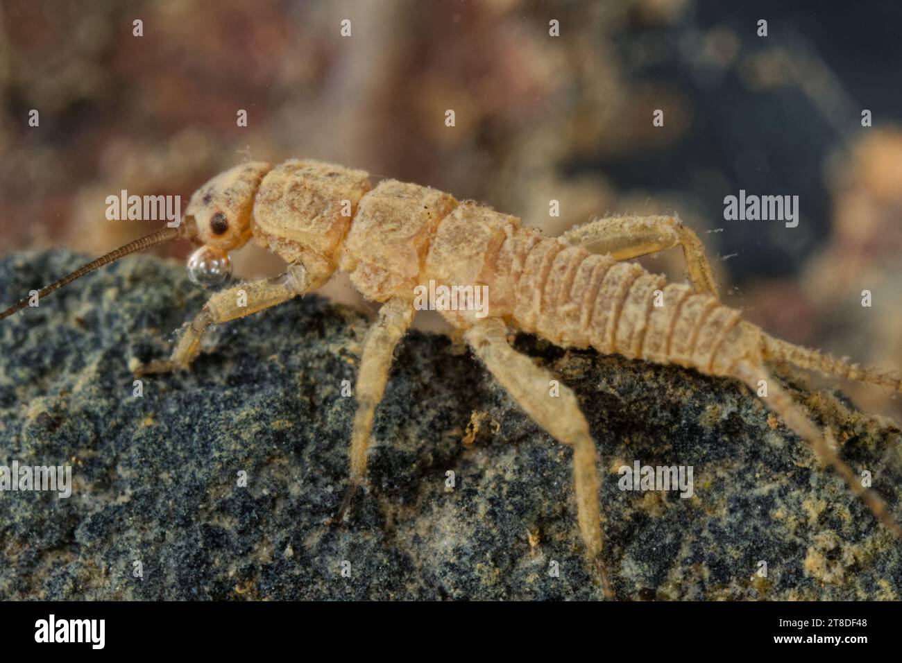 Stonefly nymph hi-res stock photography and images - Alamy