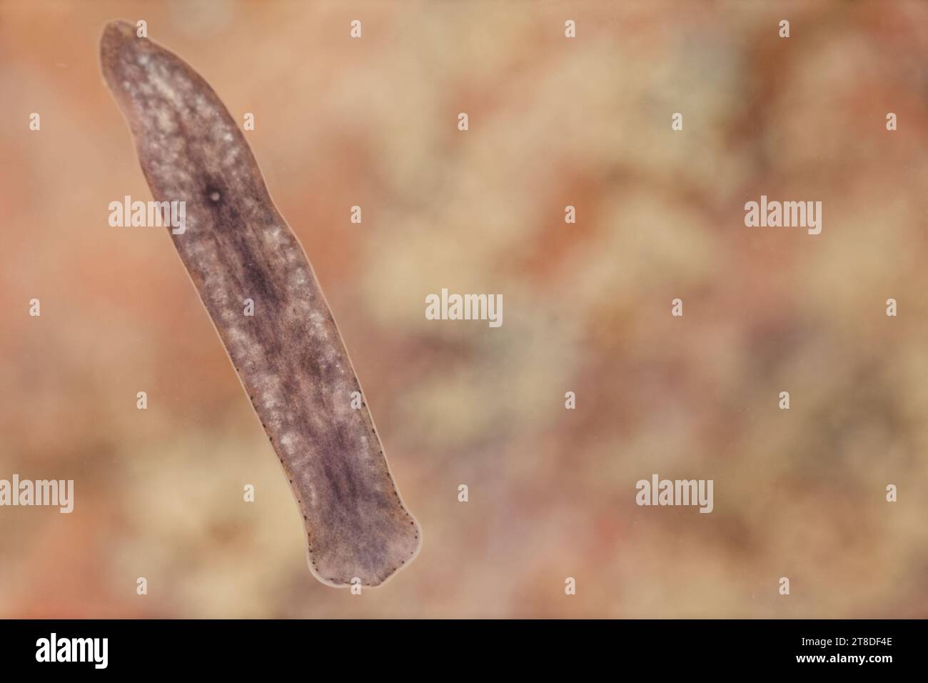 Planarian hi-res stock photography and images - Alamy