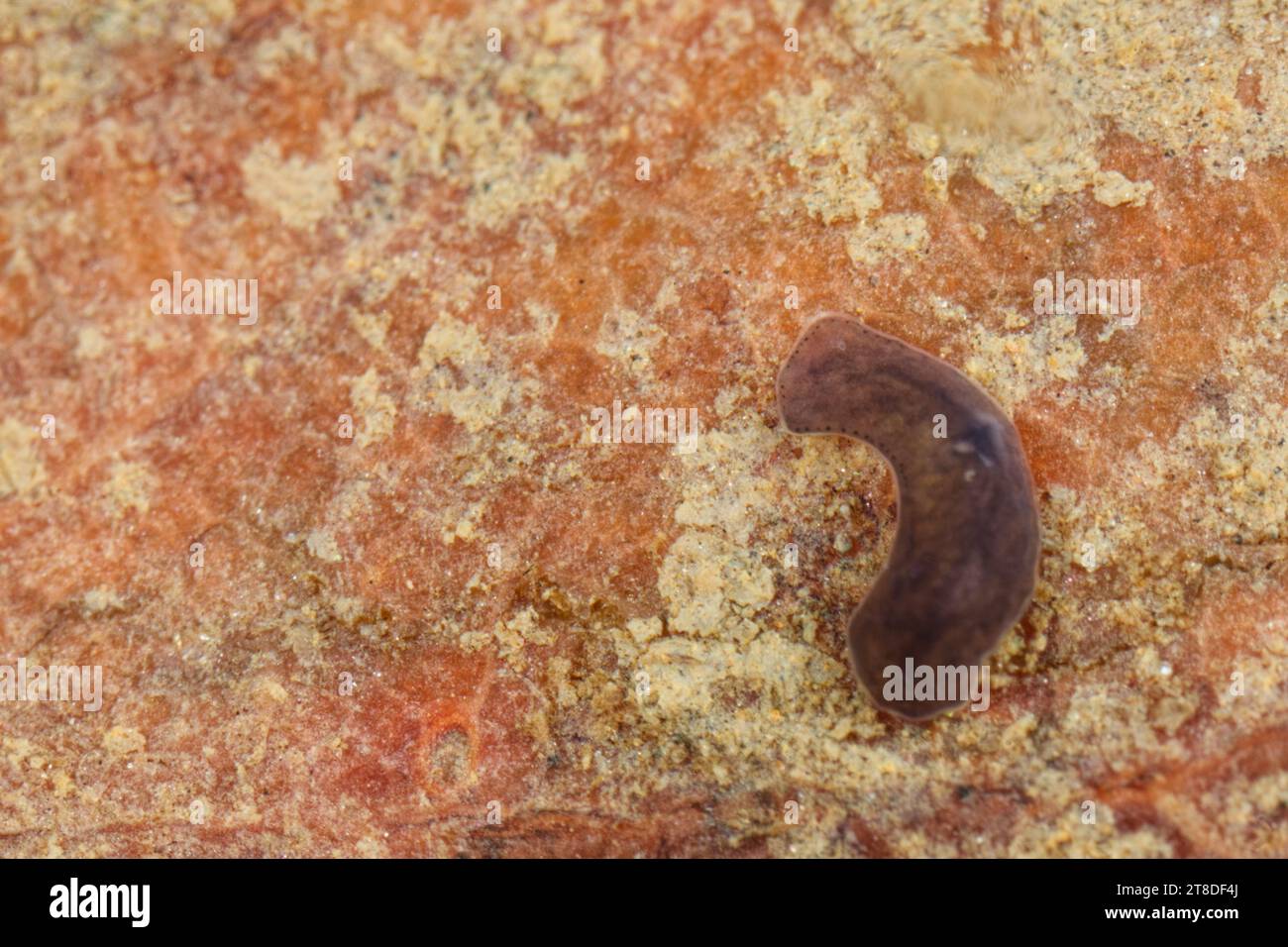 Planarian flatworm (Polycelis nigra Stock Photo - Alamy