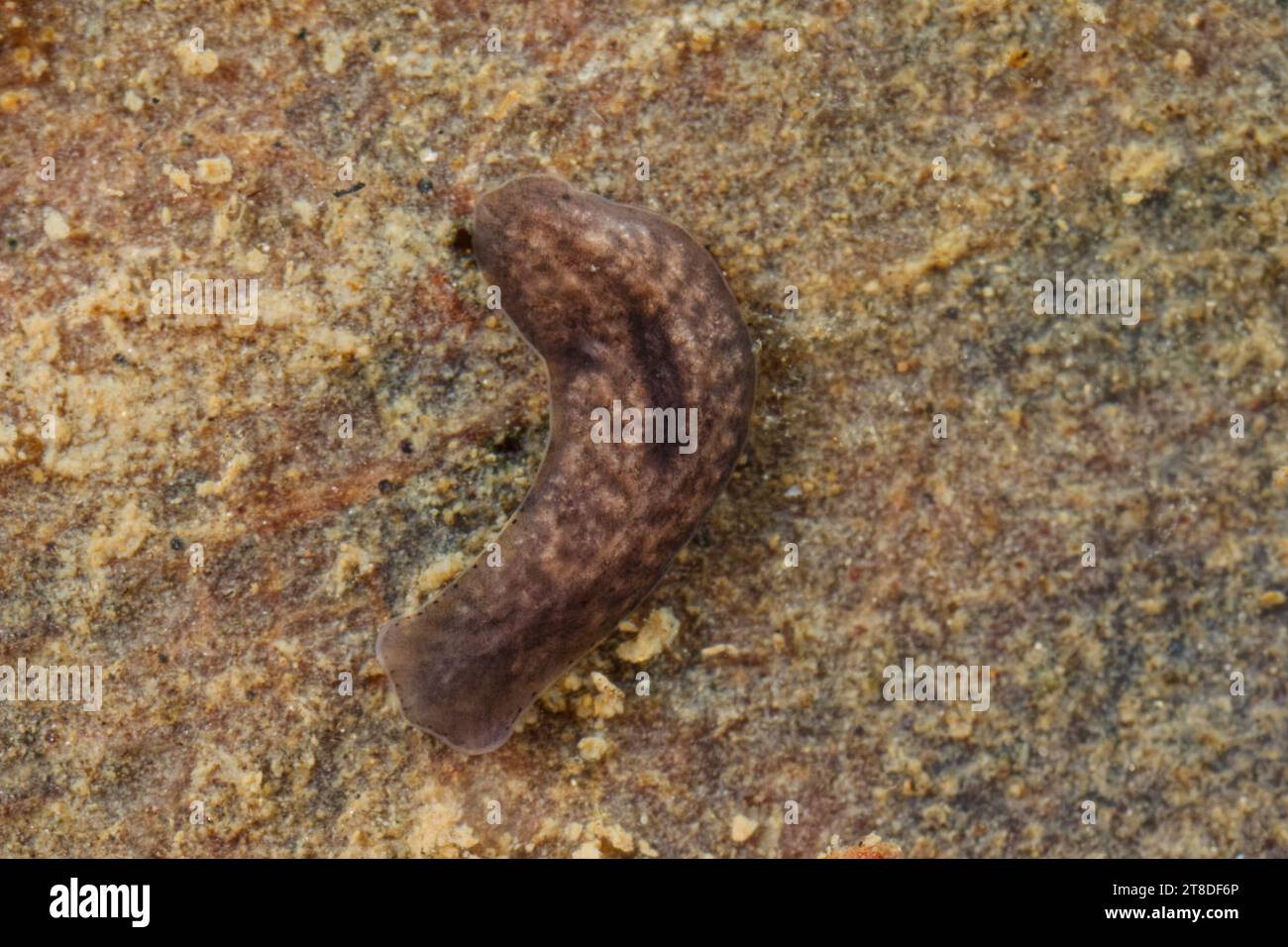 Freshwater flatworm hi-res stock photography and images - Alamy