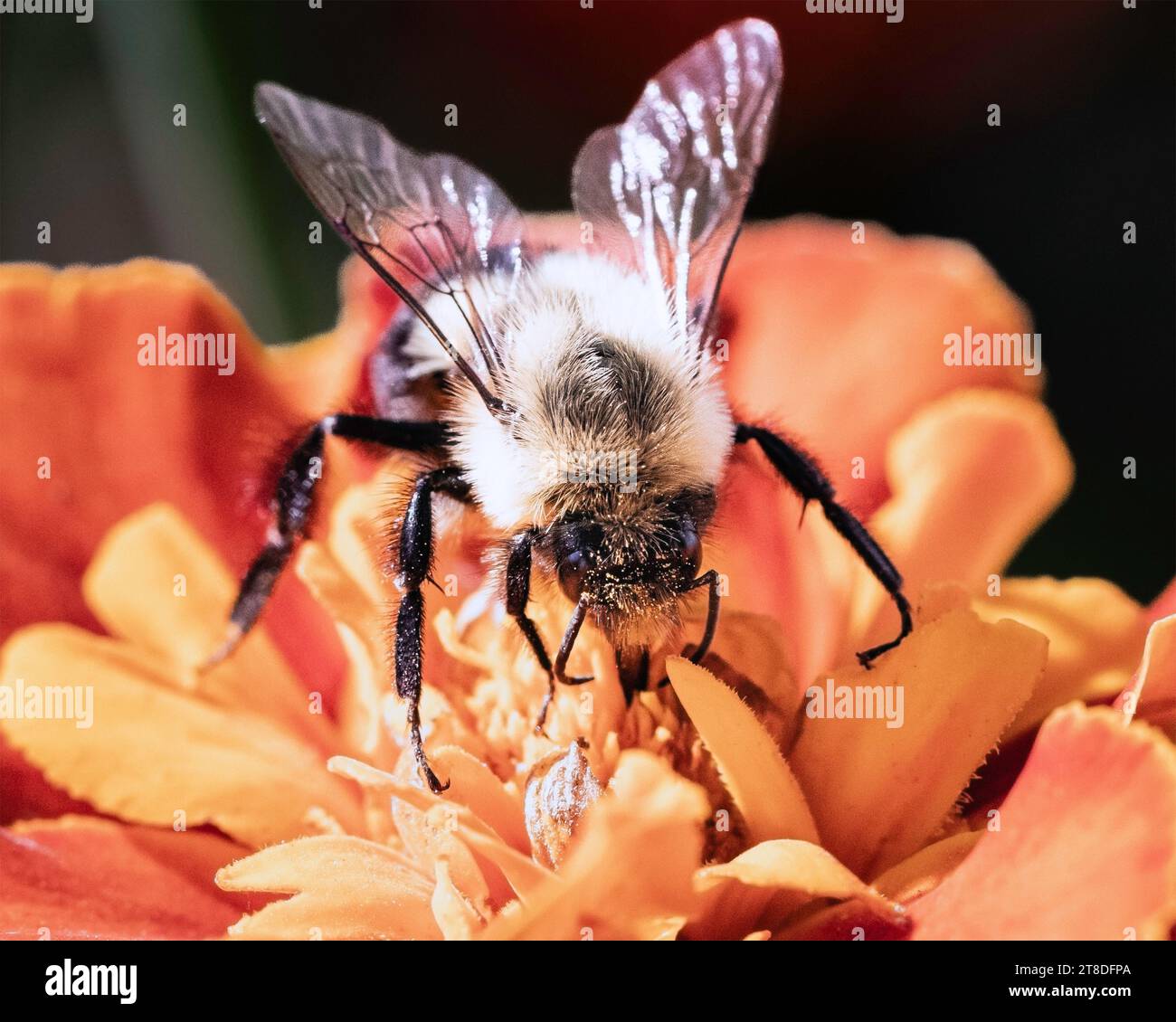 Bumblebee identification hi-res stock photography and images - Alamy