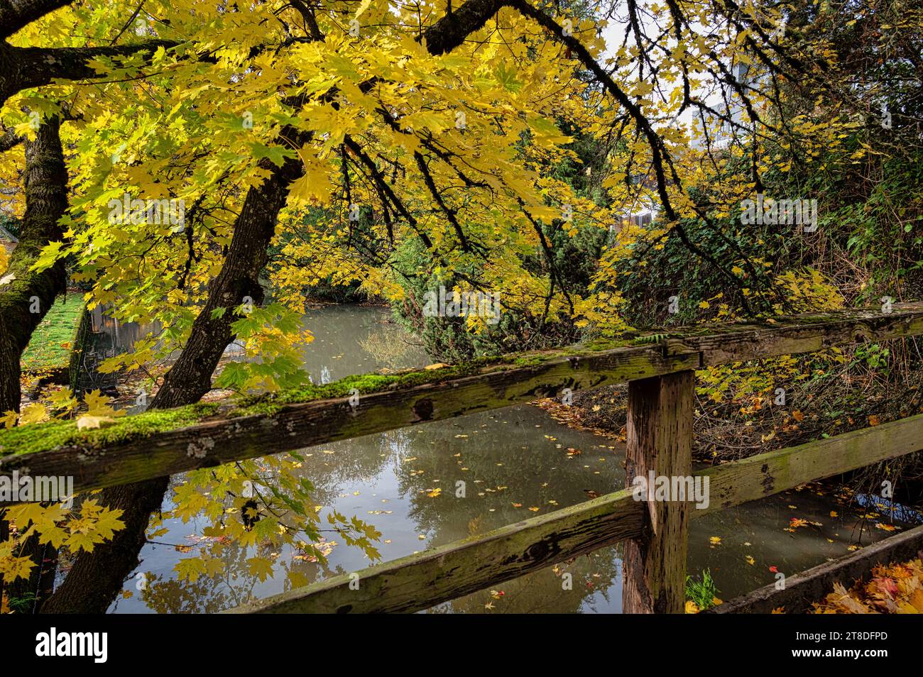 An outdoor scene of a beautiful autumn park in Eugene, Oregon, USA ...