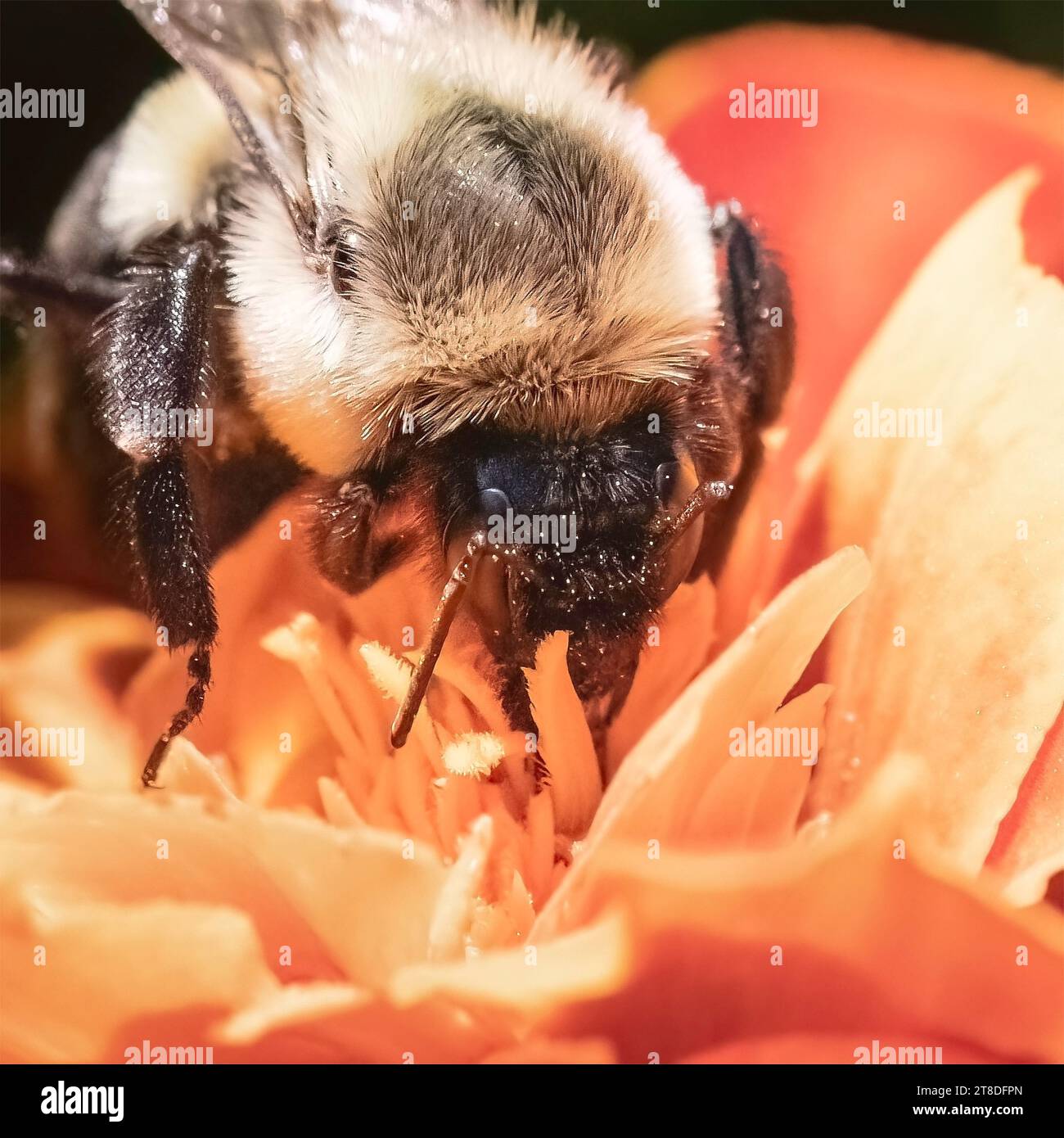 Bumblebee identification hi-res stock photography and images - Alamy