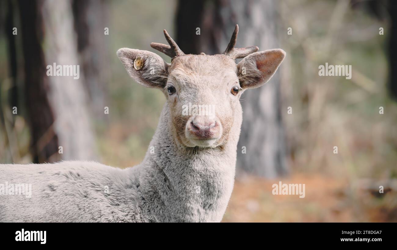 A stunning white sheep-goat hybrid with antlers stands in a lush green ...
