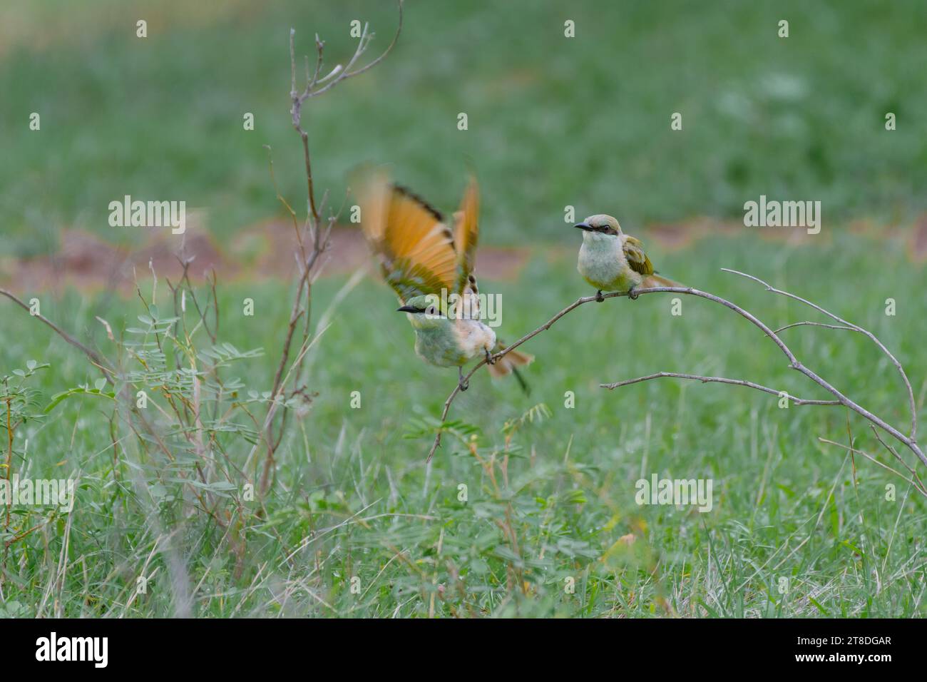 Green bee-eater bird Stock Photo - Alamy