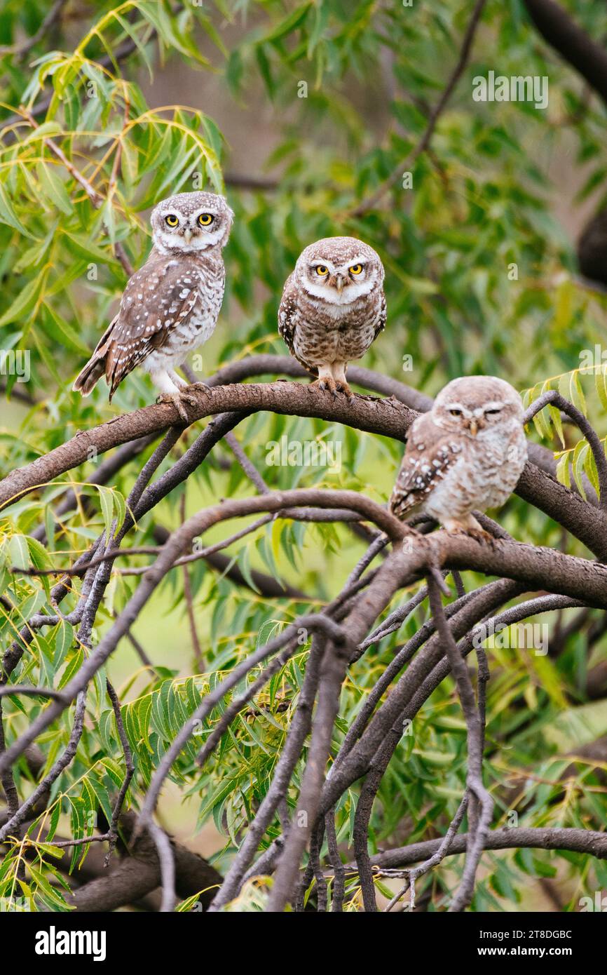 Owlet bird hi-res stock photography and images - Alamy