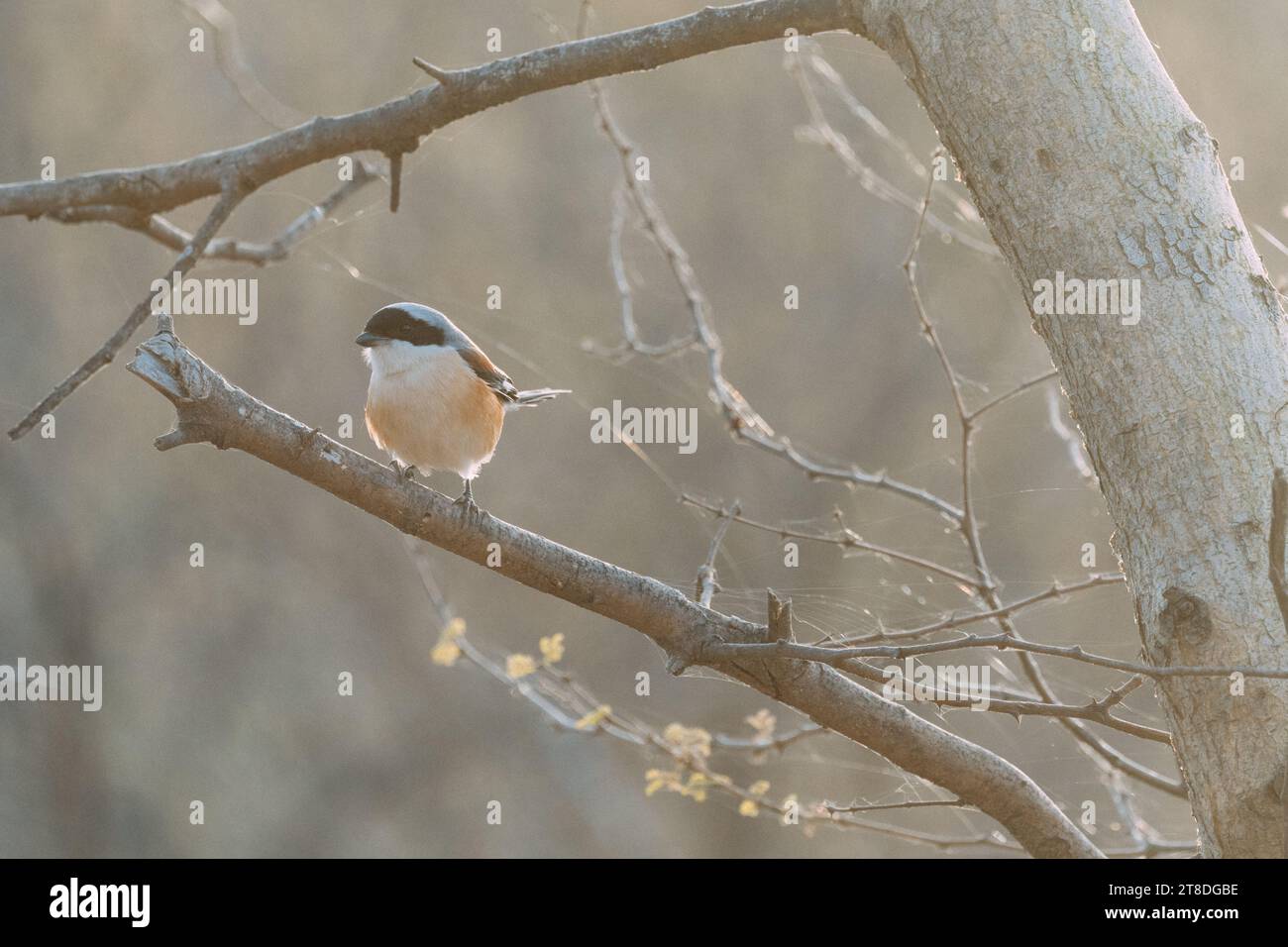 Shrike or butcher bird Stock Photo - Alamy
