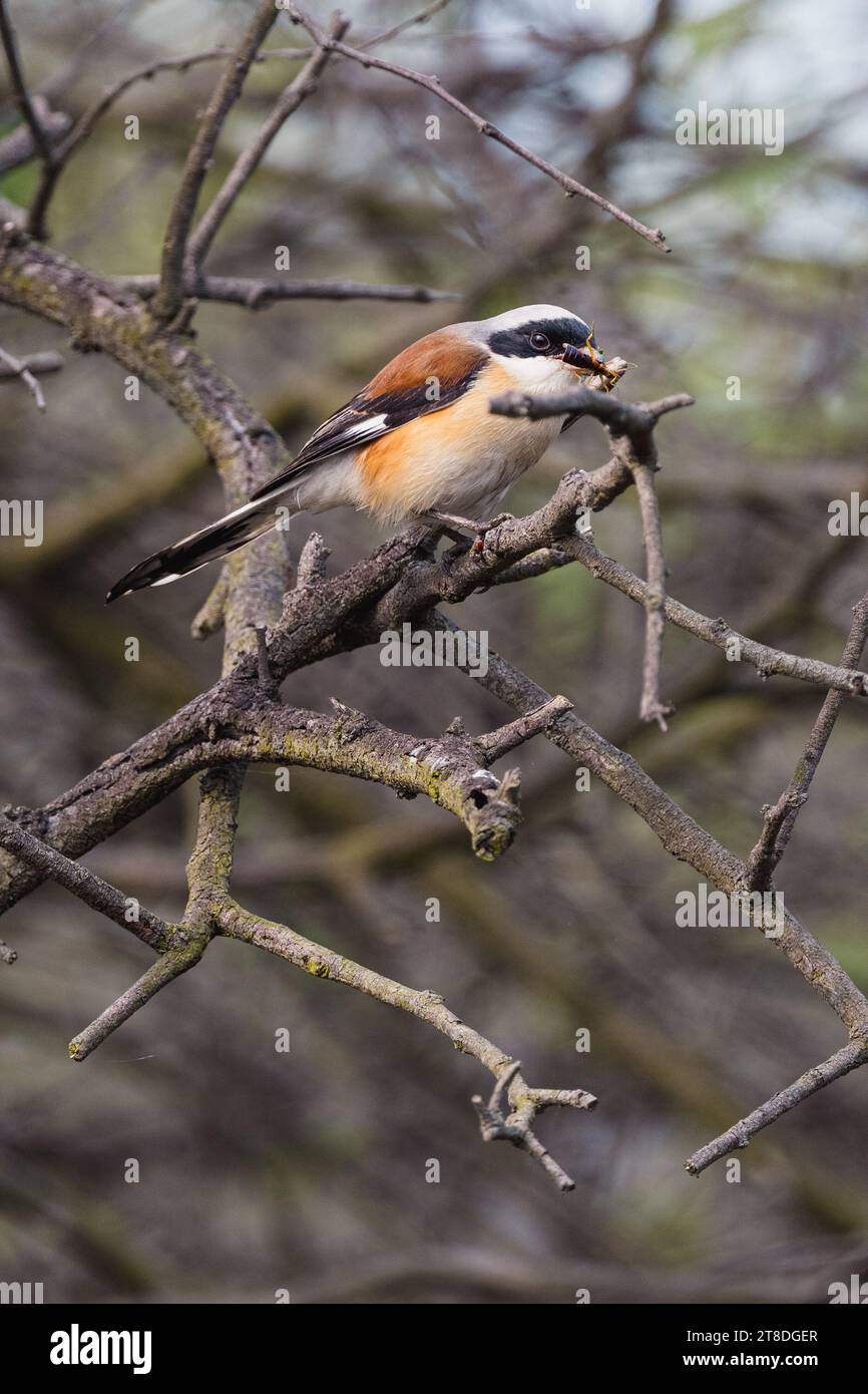Shrike or butcher bird Stock Photo - Alamy