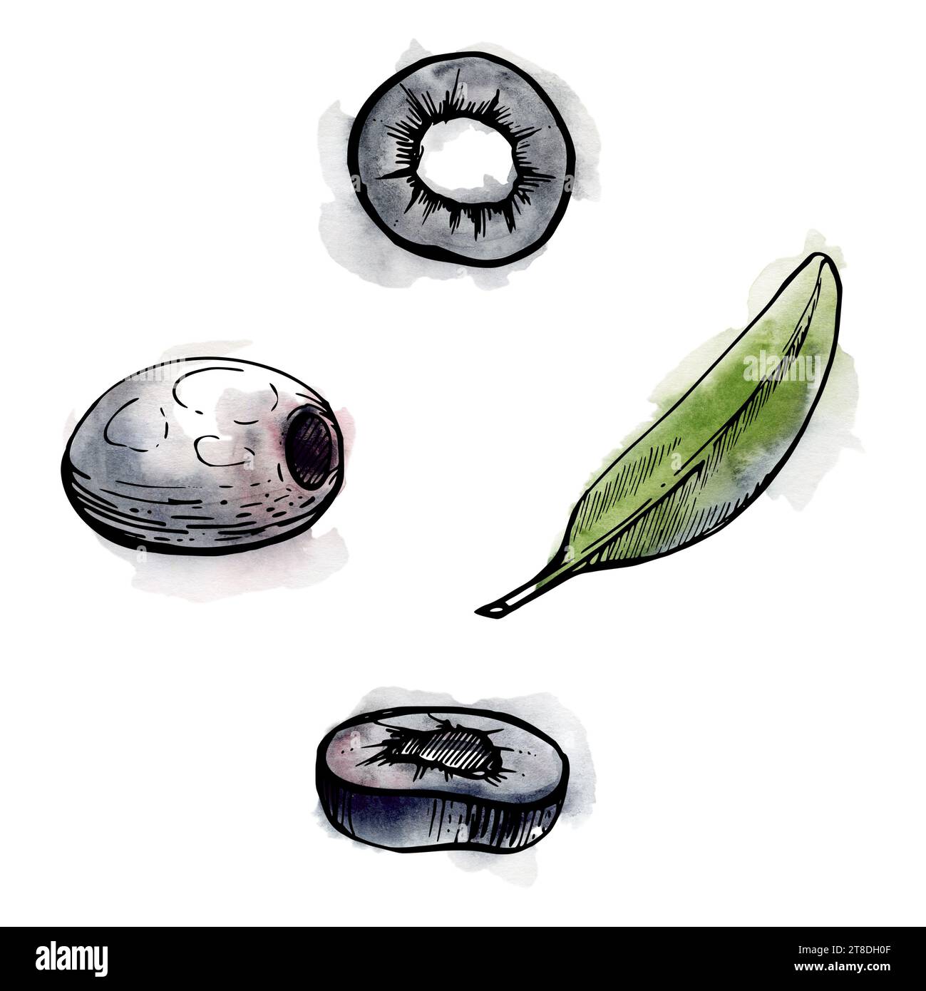 Hand drawn watercolor ink illustration. Olive vegetable leaf, full and ...