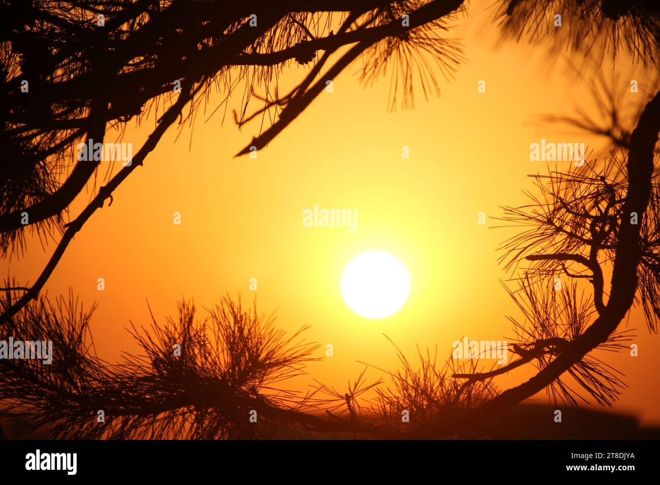 Sunlight beaming through tree hi-res stock photography and images - Alamy