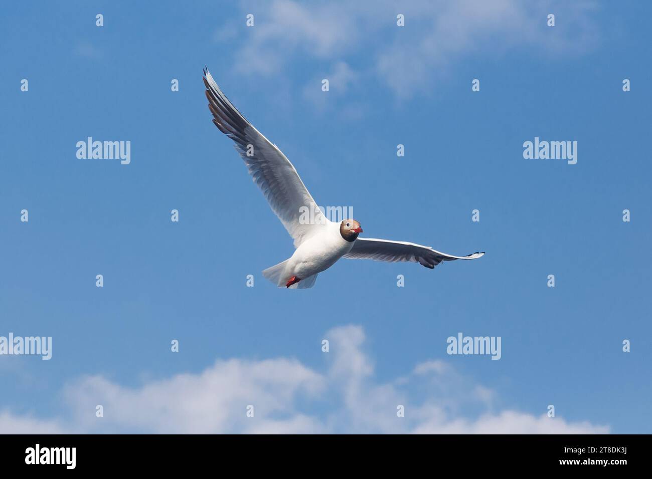 River gull in flight, close-up against a blue sky with clouds Stock ...