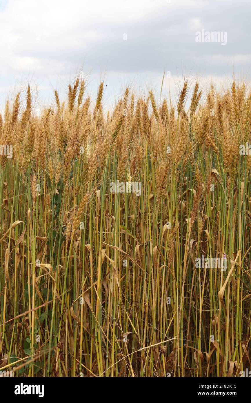 Agricultural landscape. Fertile wheat fields Stock Photo - Alamy