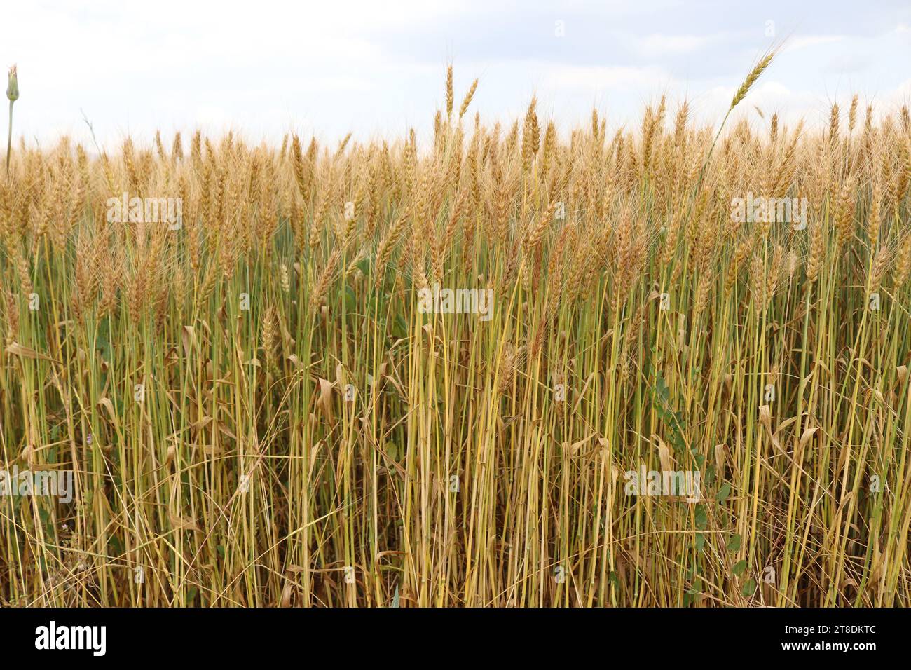 Agricultural landscape. Fertile wheat fields Stock Photo - Alamy
