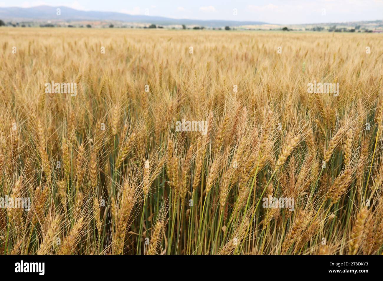 Agricultural landscape. Fertile wheat fields Stock Photo - Alamy