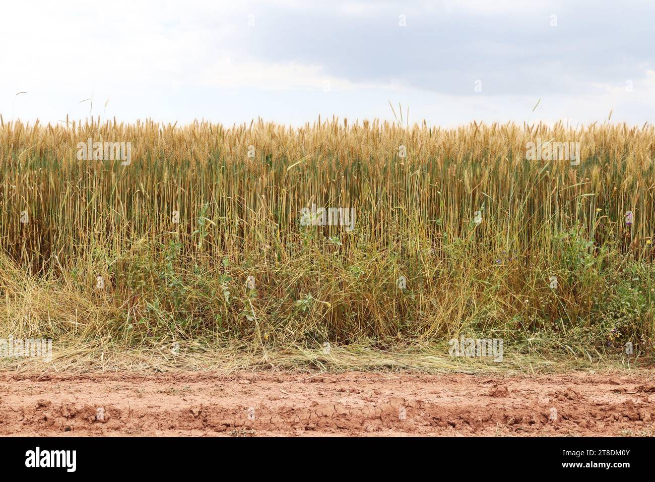 Agricultural landscape. Fertile wheat fields Stock Photo - Alamy