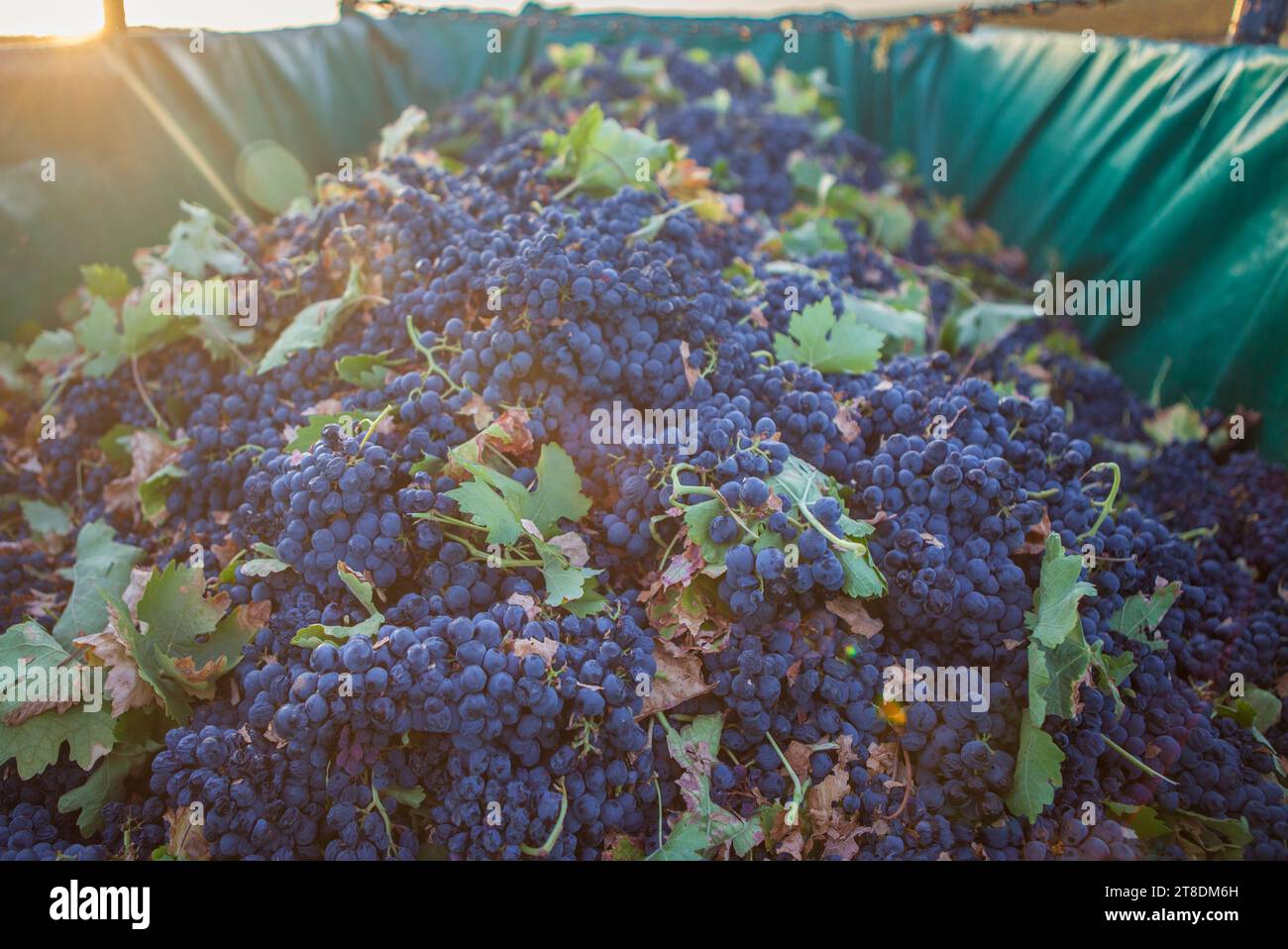 Grapes farming sun hi-res stock photography and images - Alamy