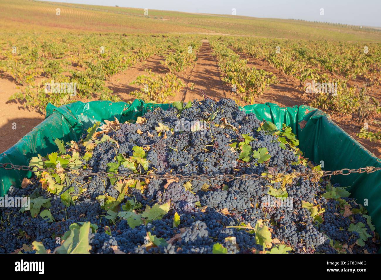 Trailer full of red grapes. Grape harvest season scene Stock Photo - Alamy