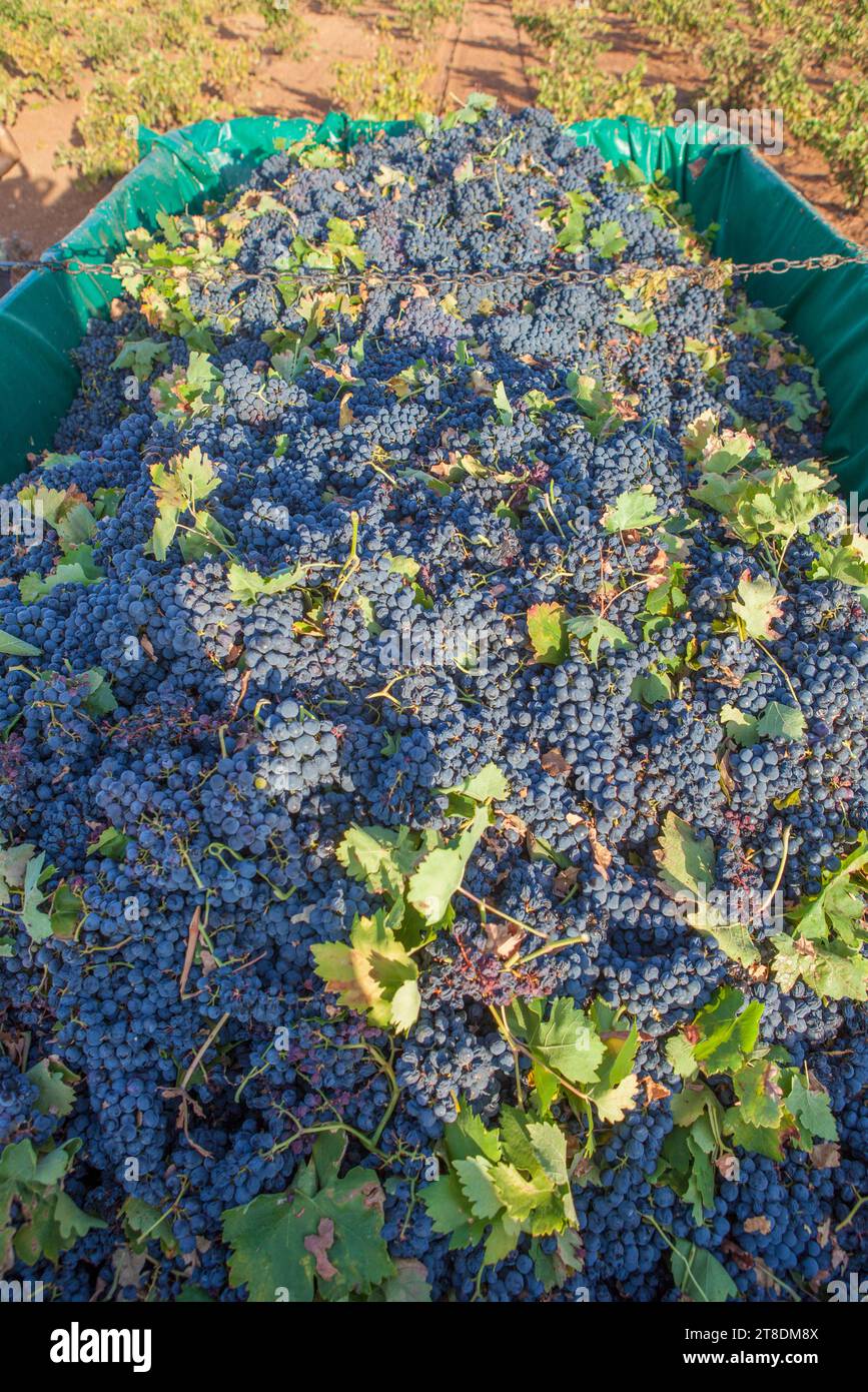 Trailer full of red grapes. Grape harvest season scene Stock Photo - Alamy