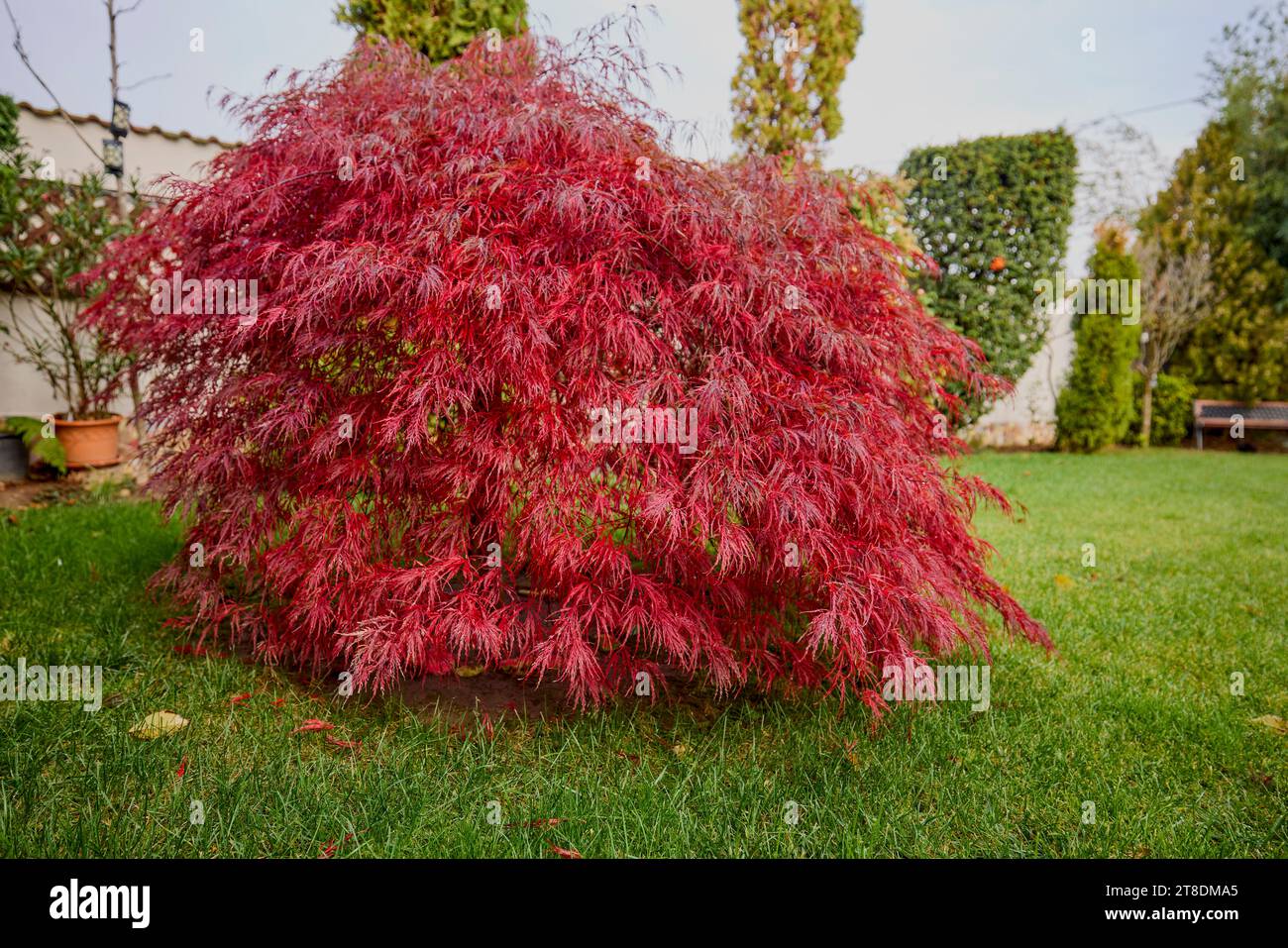 Beautiful Japanese maple in the autumn season in the garden Stock Photo ...