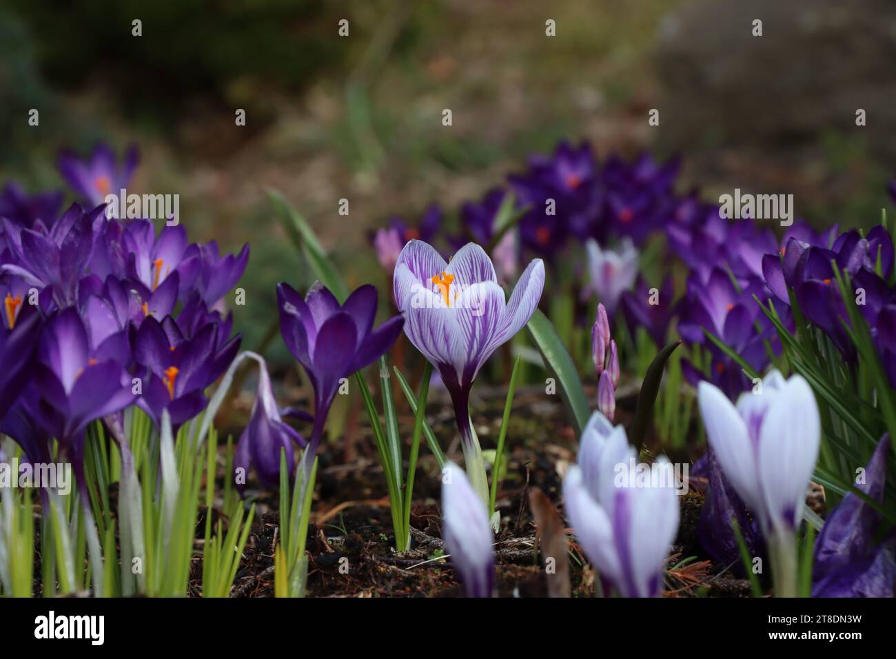 White wildplants hi-res stock photography and images - Alamy
