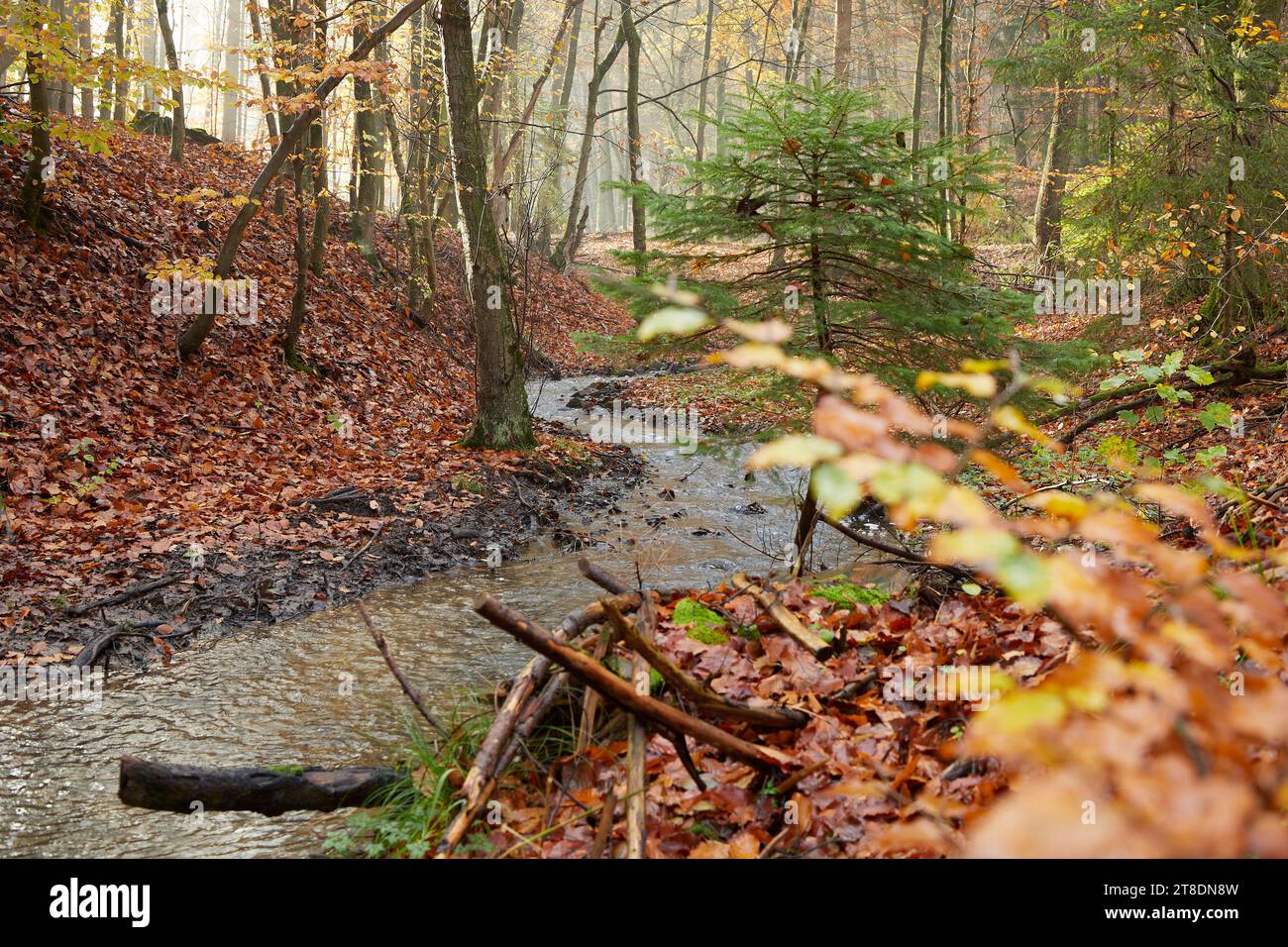rippling stream in a fall colored forest Stock Photo - Alamy