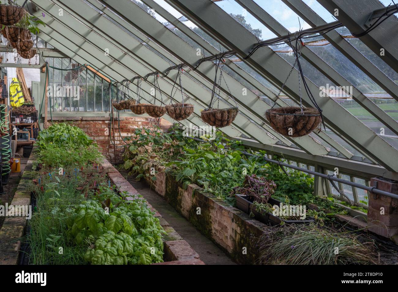 Interior view of a long tall lean-to greenhouse in the Walled Garden ...