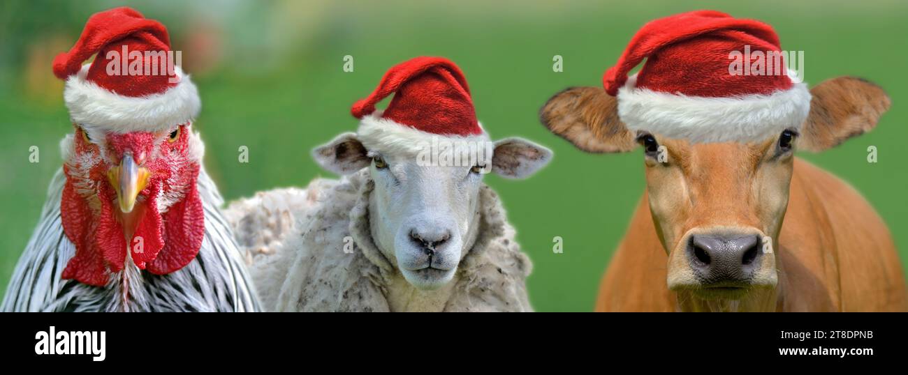 portrait of rooster sheep and cow wearing a santa claus hat on green ...