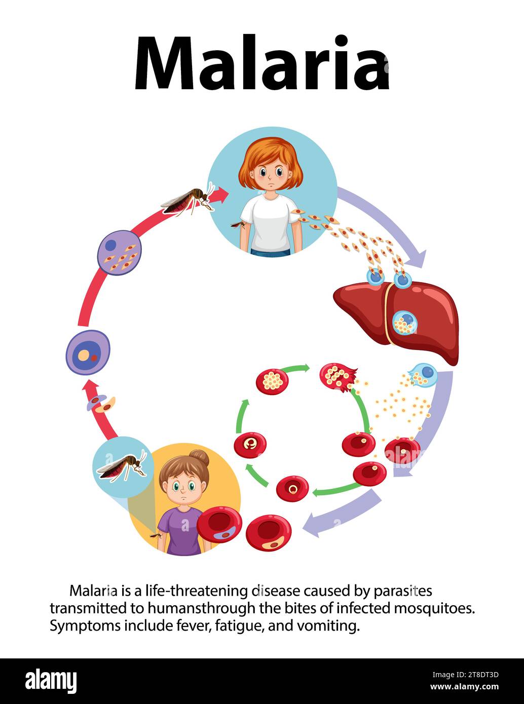 Malaria parasite life cycle hi-res stock photography and images - Alamy
