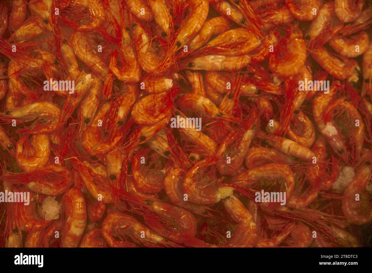Shrimp at the fish market Stock Photo - Alamy