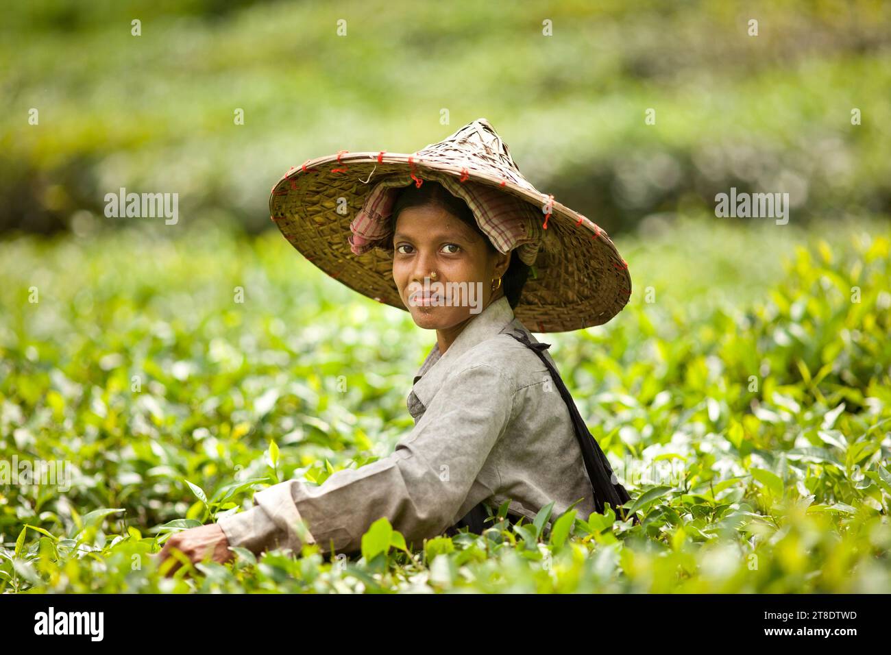 Tea Plantation in Bangladesh Stock Photo - Alamy