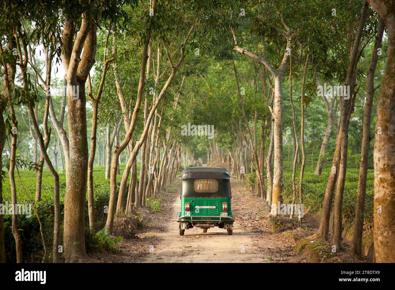 Tea plantation, Bangladesh Stock Photo - Alamy